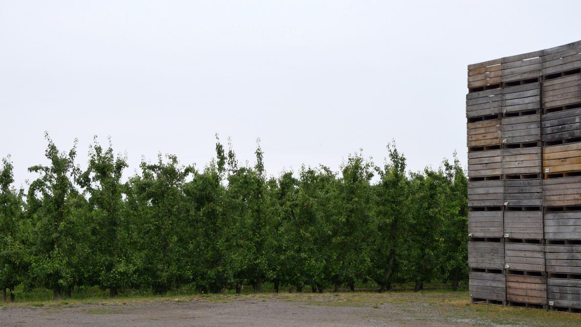 Belchim Crop Protection voegt tebufenpyrad toe aan haar gamma ...