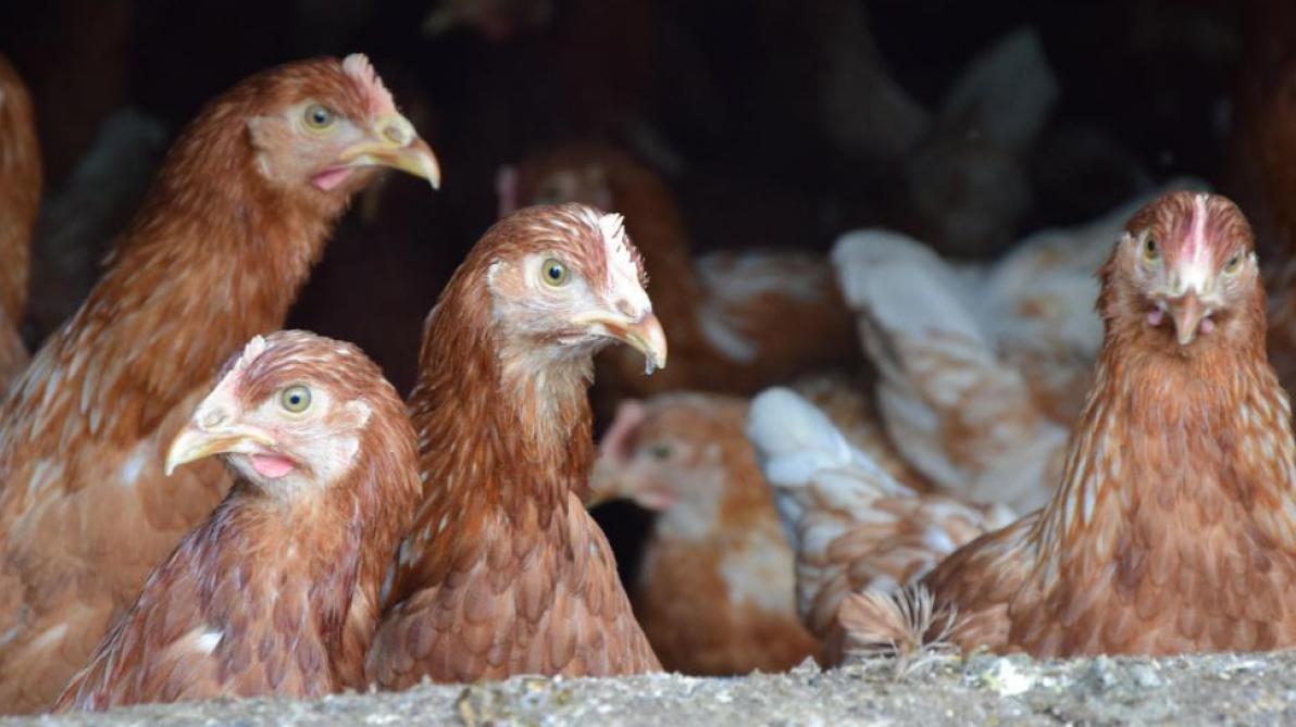 Bioveiligheid essentieel voor pluimveesector om vogelgriep in ons land af te wenden - Landbouwleven
