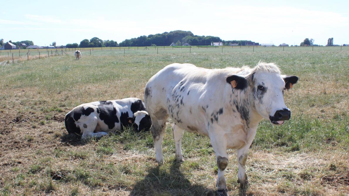 Wat doet hittestress met een koe? - Landbouwleven