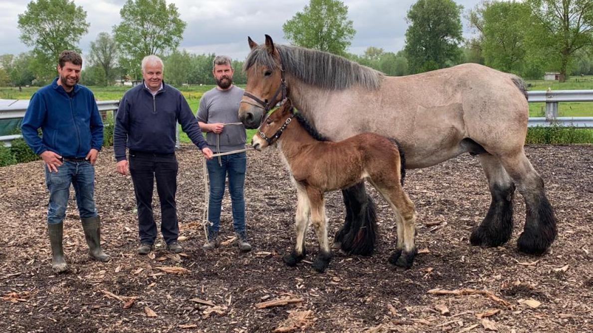 Keizersnede bij paarden: enkele minuten kunnen het verschil maken ...