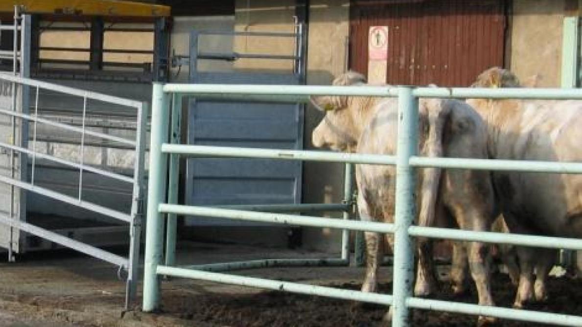 FAVV wijst in omzendbrief op correct aanbieden van dieren in het slachthuis - Landbouwleven