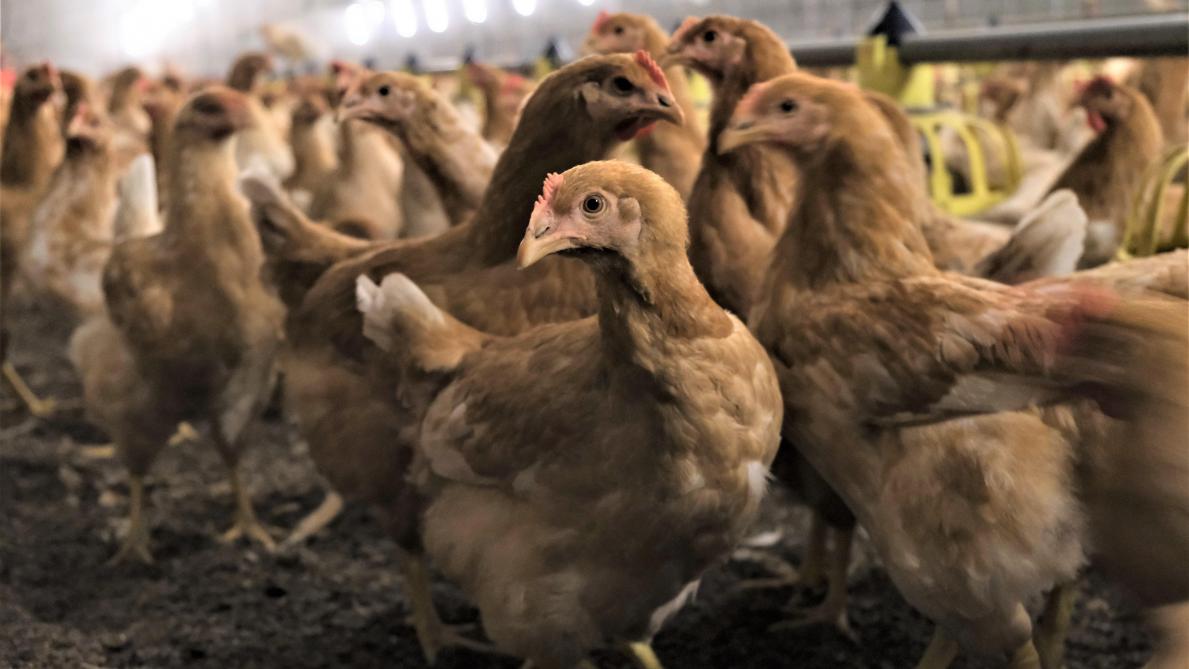 Pluimveesector reageert op commotie rond het woord ‘kiplekker’ - Landbouwleven