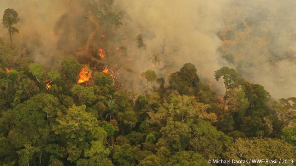 10.000 vierkante kilometer Amazonewoud verdwenen in 1 jaar tijd ...