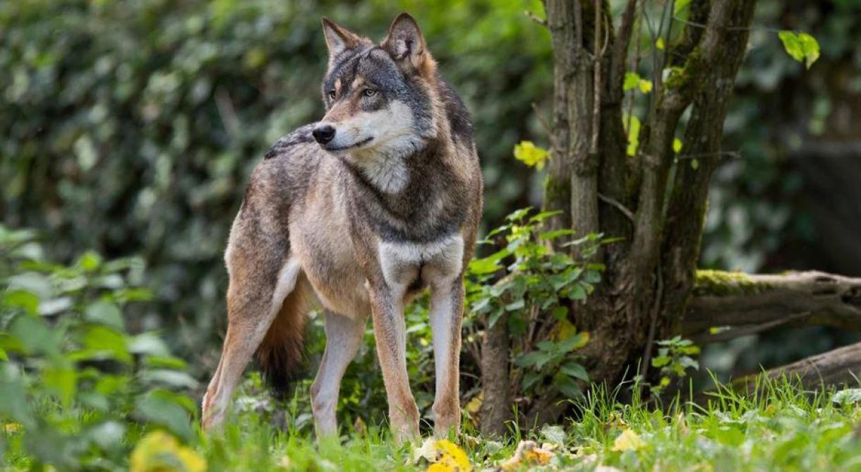 Welkom Wolf en Wolf Fencing Team overspoeld door vragen - Landbouwleven