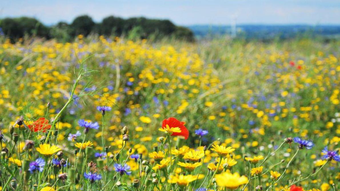 Veel interesse voor niet-productieve investeringen - Landbouwleven