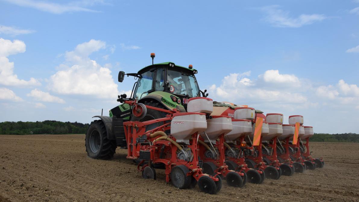 Franse boeren zaaien meer zonnebloemen en minder maïs - Landbouwleven