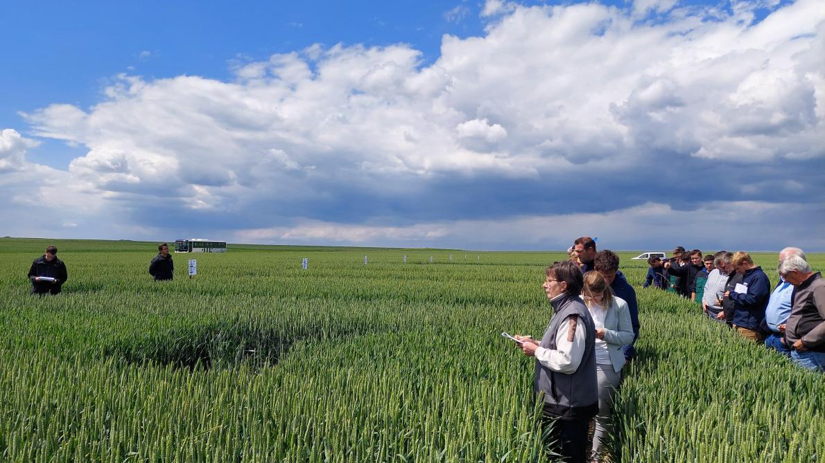 Wintertarwe en wintergerst beproefd in Tongeren - Landbouwleven