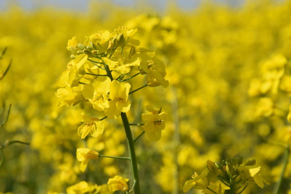 Koolzaad: meer dan ooit Vlaams-Brabantse trots - Landbouwleven