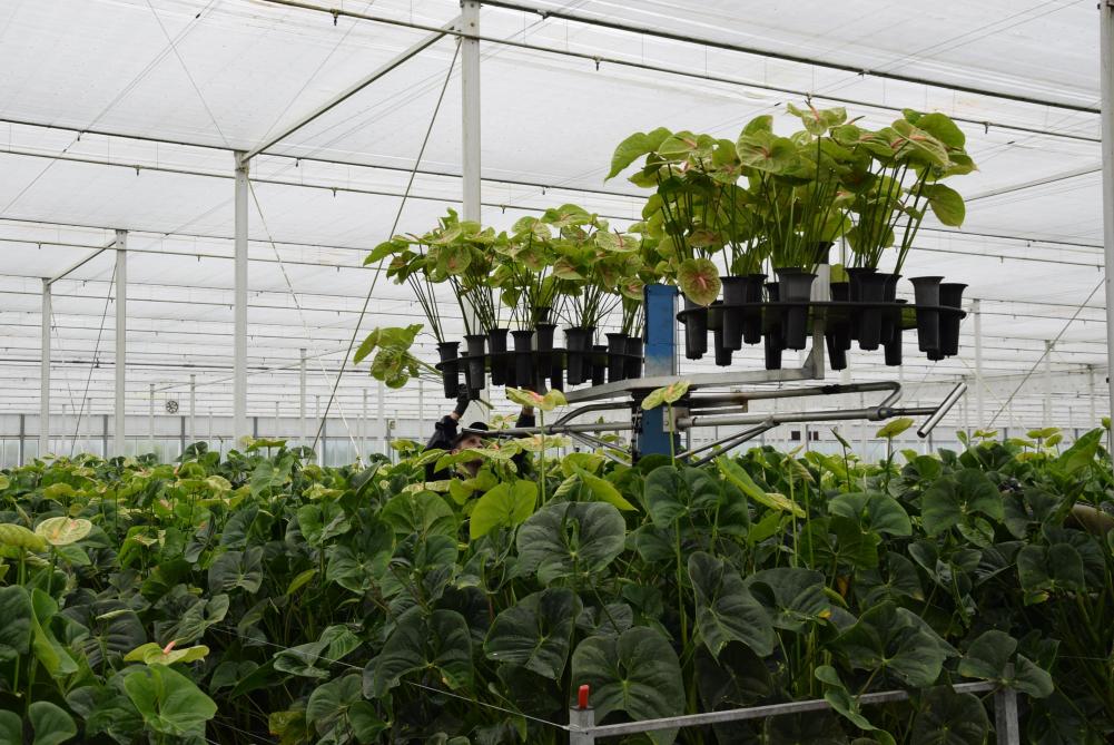 AnthurMiddendorp is een Europese topper met stijlvolle anthuriums in 18 ...