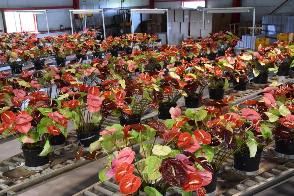 AnthurMiddendorp is een Europese topper met stijlvolle anthuriums in 18 ...