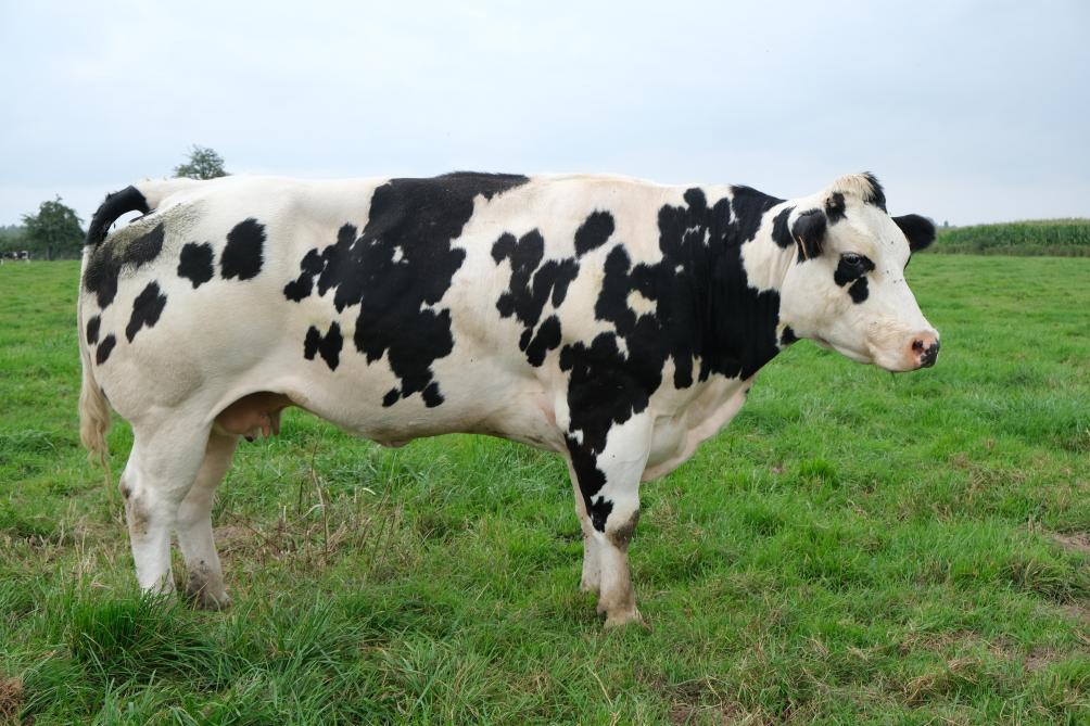 Stabiele prijzen voor Belgisch witblauw rundvee - Landbouwleven