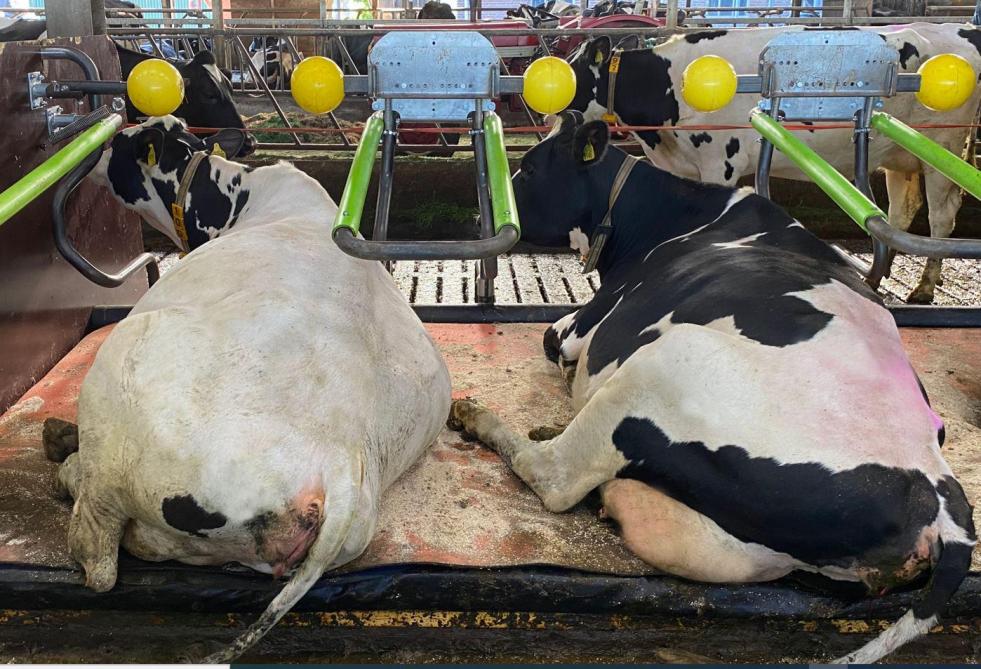 Cowhouse wint gouden Animal Welfare Award met nieuwe ligbox ‘Dreamstall ...