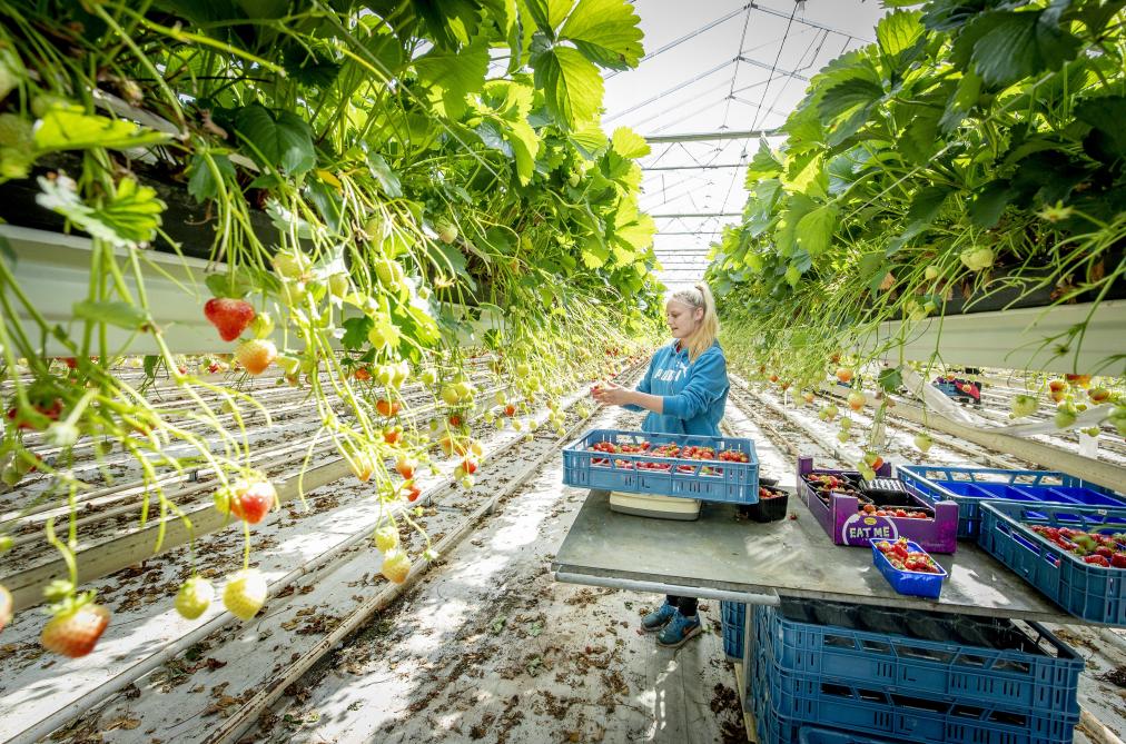 Seizoensarbeid in de fruitsector - Landbouwleven