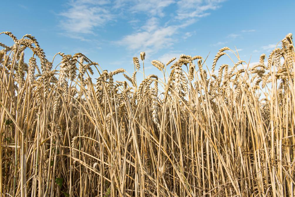 "Graandeal is essentieel voor de mondiale voedselzekerheid" - Landbouwleven