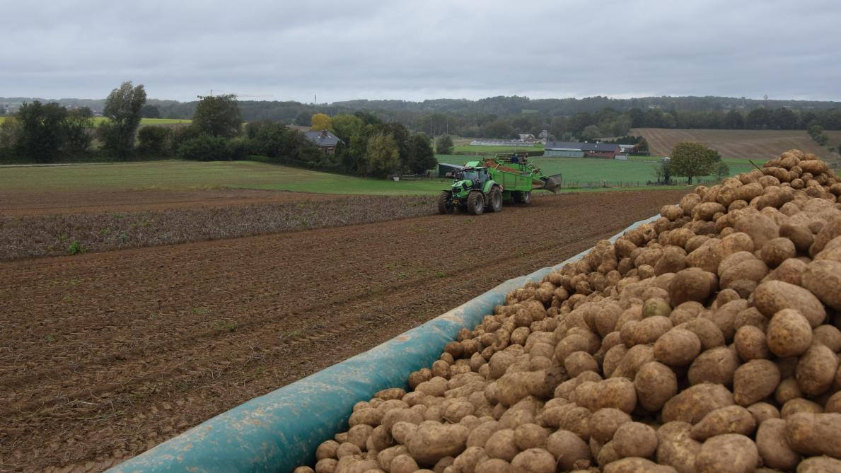 Vlaanderen kan het Silicon Valley van de duurzame voedselproductie worden - Landbouwleven