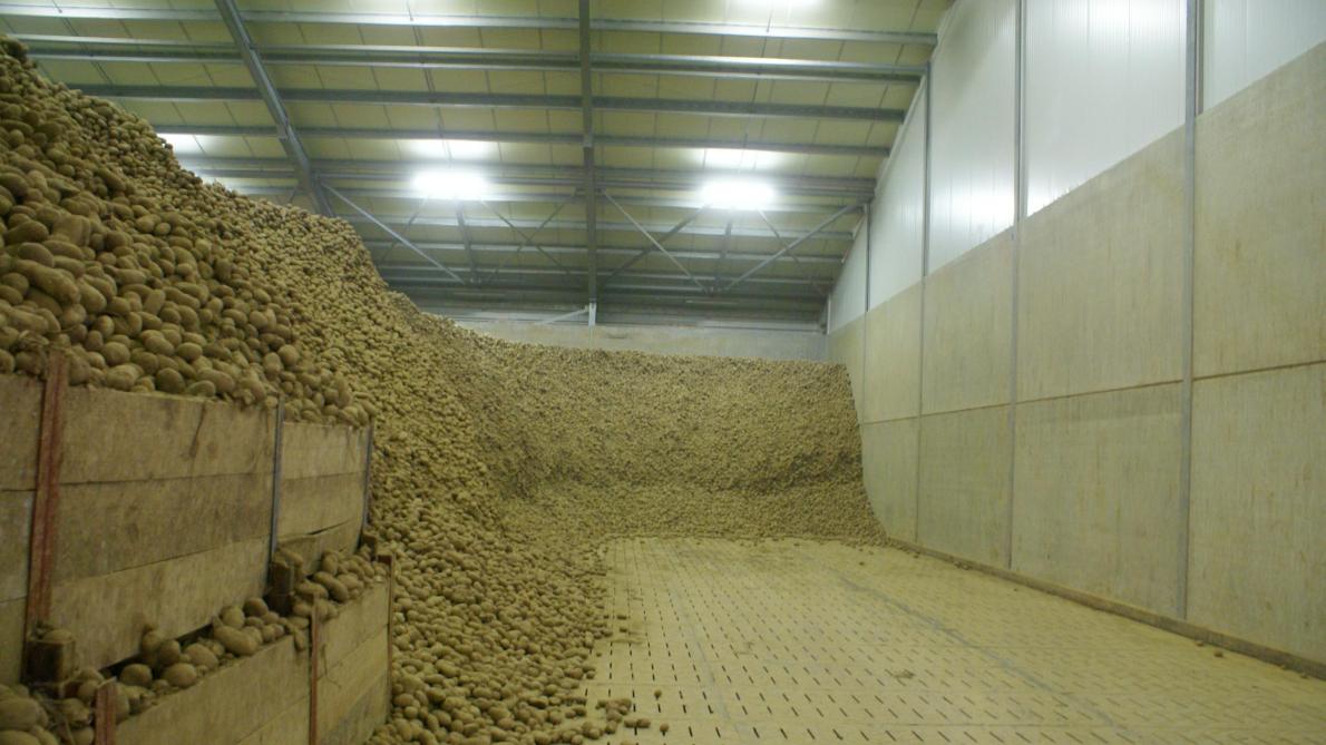 Aardappelen zijn heel kiemlustig in de bewaring - Landbouwleven