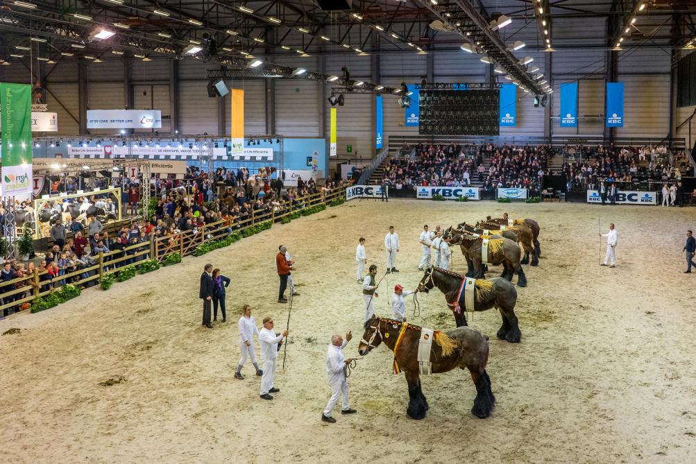 Genieten van het Belgische Trekpaard – ons levend cultureel erfgoed ...