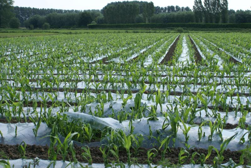 Nieuwere teelttechnieken voor maïs? - Landbouwleven