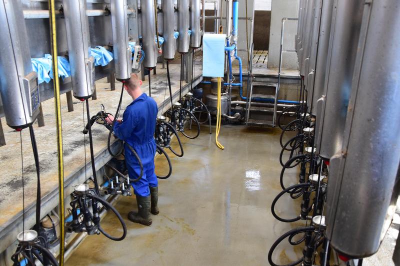 Koeien in ‘t cachot - Landbouwleven