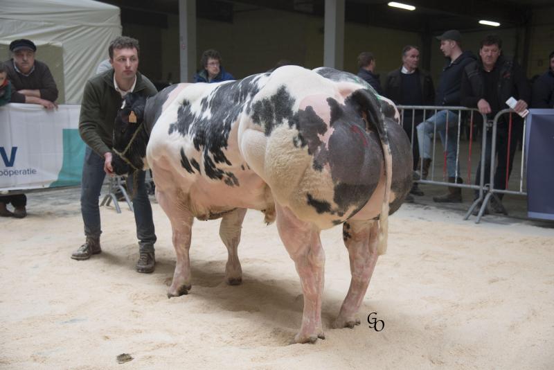 Jaarlijkse fokveebeurs in Affligem - Landbouwleven