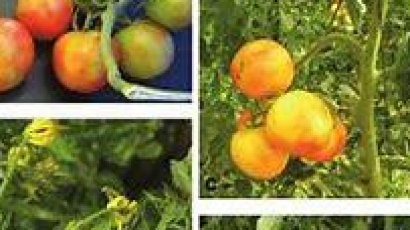 FAVV waarschuwt voor ‘nieuw’ virus in tomatenteelt - Landbouwleven FAVV waarschuwt voor ‘nieuw’ virus in tomatenteelt - Landbouwleven
