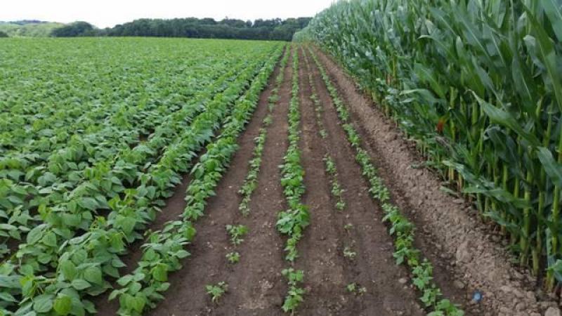 Problemen proberen oplossen of veroorzaken? - Landbouwleven