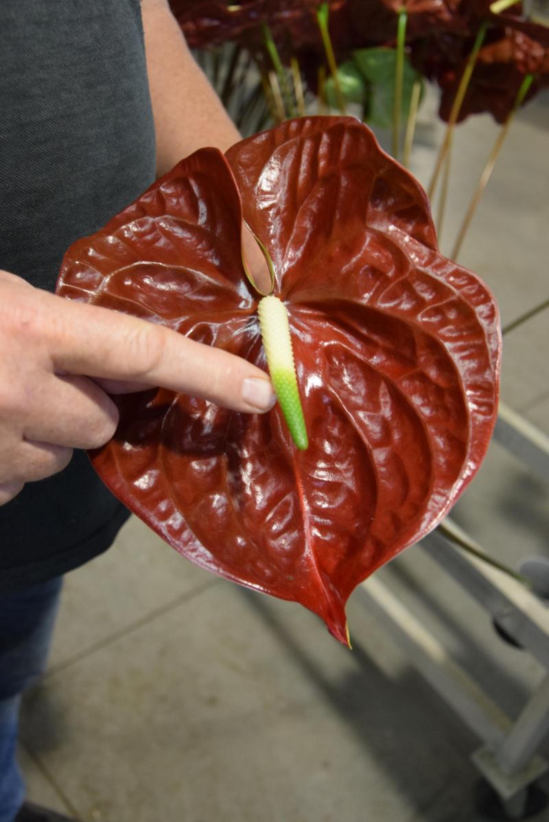 AnthurMiddendorp is een Europese topper met stijlvolle anthuriums in 18 ...