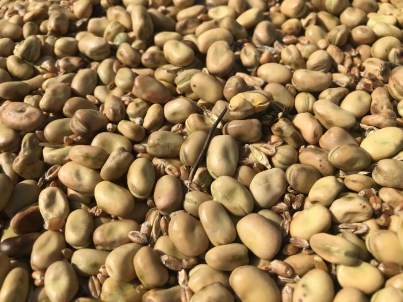 Teelttechniek veldbonen toegelicht - Landbouwleven