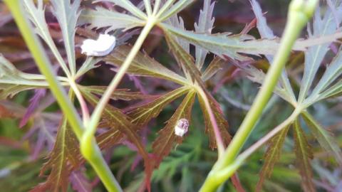 Dopluizen kan je nú bestrijden - Landbouwleven