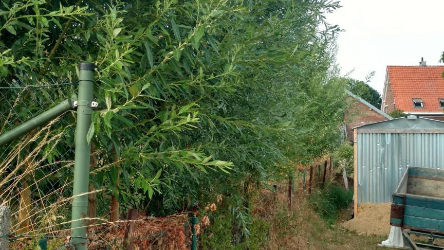 Het Grondwettelijk Hof spreekt zich uit over overhangende takken en ...