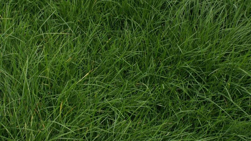 Nieuw ras Engels Raaigras op de Belgische rassenlijst - Landbouwleven