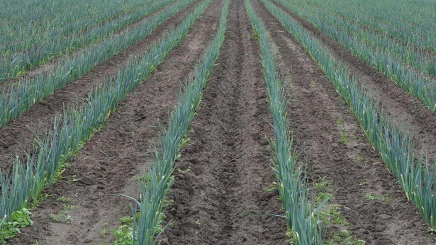 Kwaliteitsvolle groenten telen kan met minder bemesting - Landbouwleven