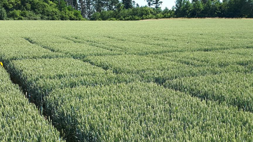 Aphea.Bio haalt 14 miljoen binnen voor verdere ontwikkeling biologische ...