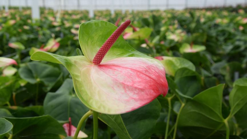 AnthurMiddendorp is een Europese topper met stijlvolle anthuriums in 18 ...