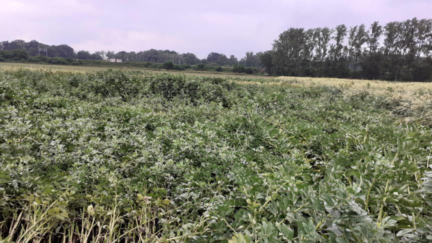 Wat houdt ons tegen om veldbonen te telen? - Landbouwleven